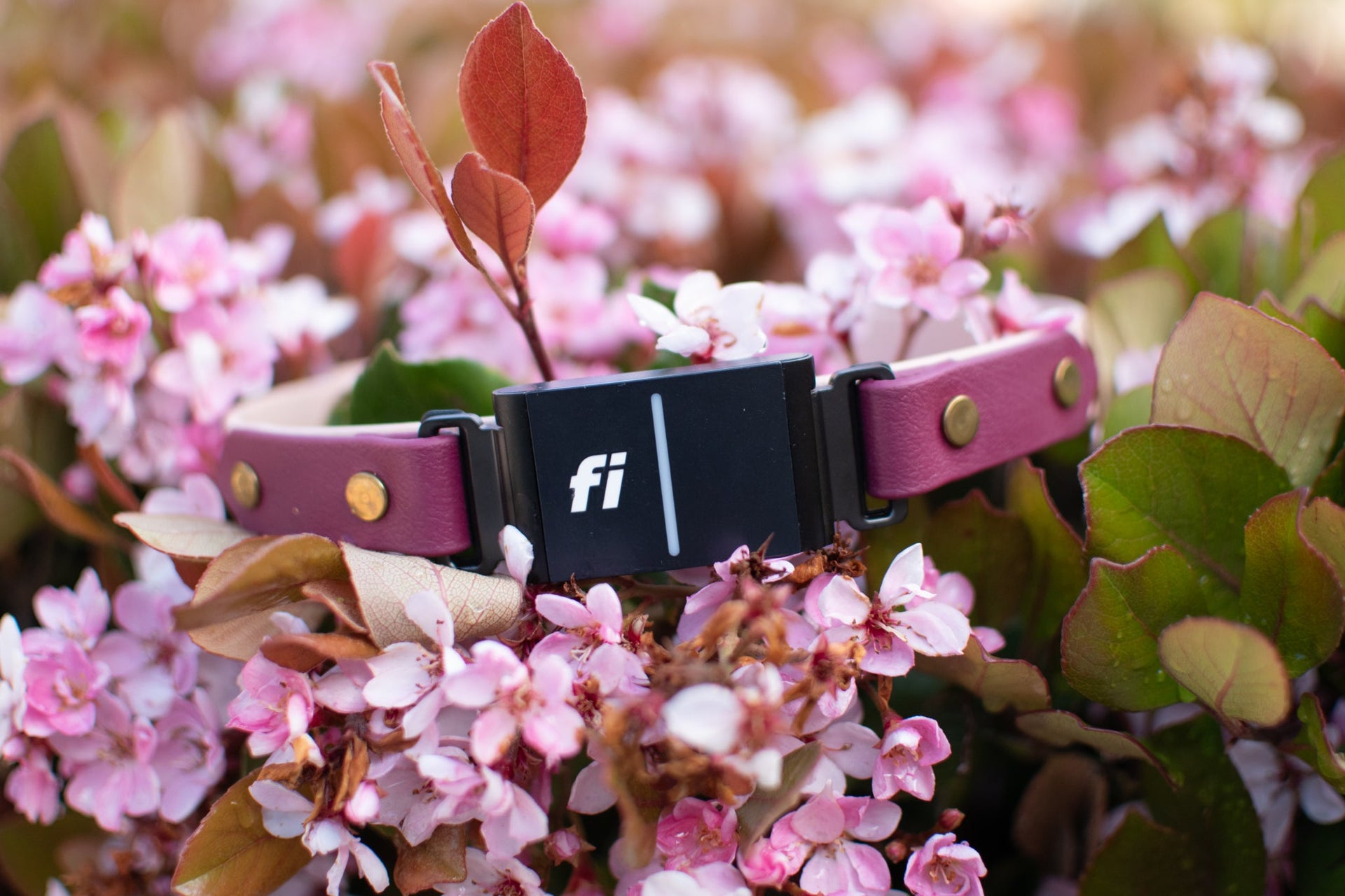 Cookies & Co. | Handmade Fi Compatible Collars – The Cookies & Co.